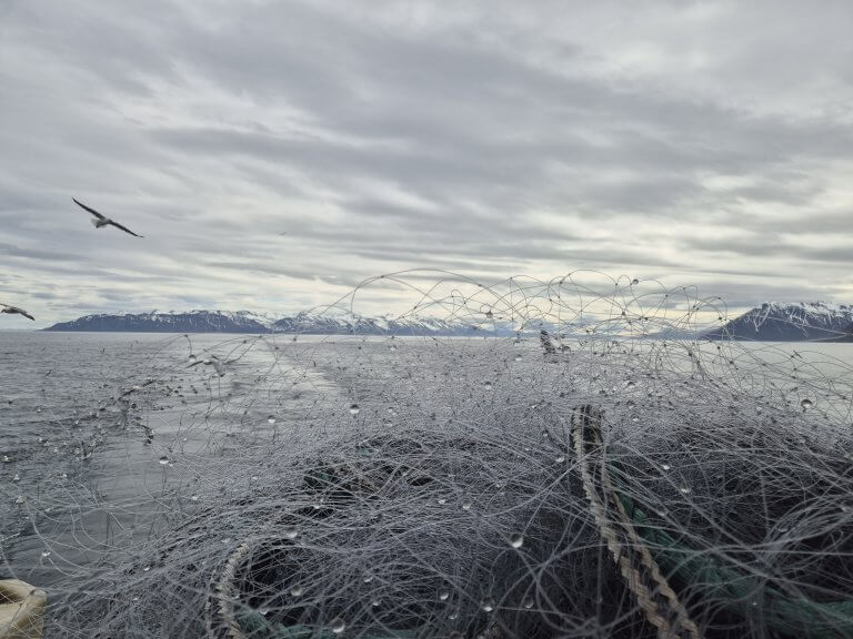 Bycatch Mitigation Trial in Iceland’s Waters: Testing Old and New Ideas ...